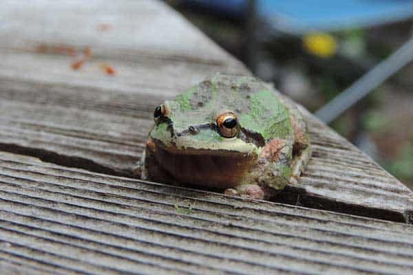25 Ejemplos De Anfibios (con Imágenes) | 2024