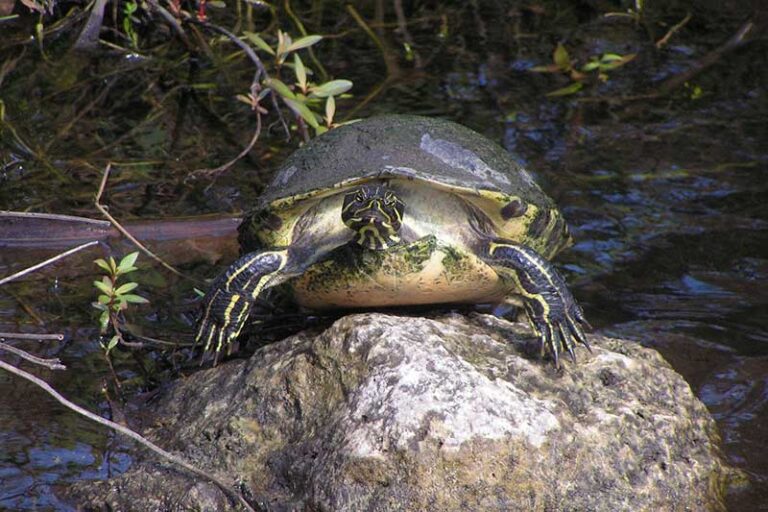 10 Animales Que Son Amarillos (y Cómo Se Ven) | 2026