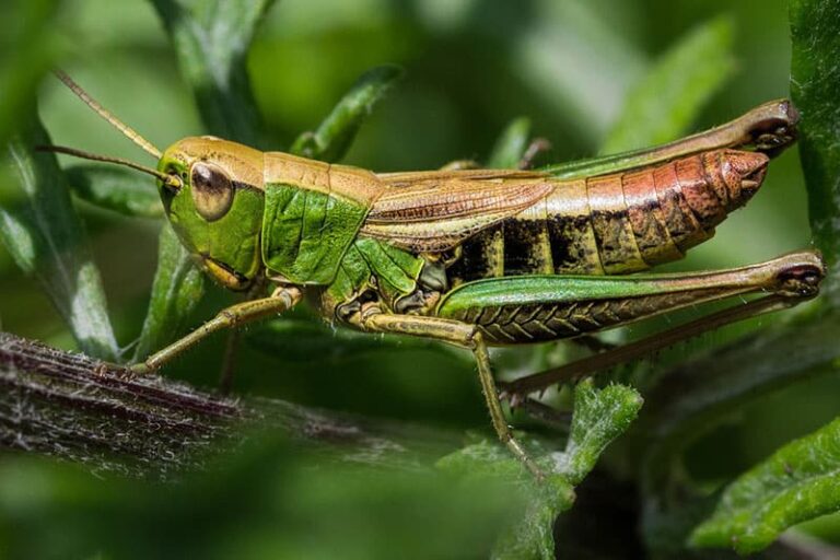 18 Ejemplos De Insectos (imágenes) | 2026