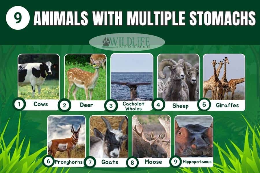9 Animales Con Múltiples Estómagos (imágenes) | 2026