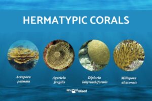 Diferentes Tipos De Coral: Nombres Y Especies | 2026