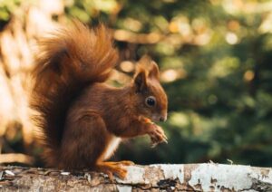 Granívoros: Tipos De Animales Que Comen Semillas | 2026