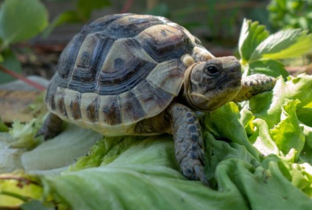 Lista De Alimentos Para Tortugas: Lo Que Pueden Y No Pueden Comer | 2026
